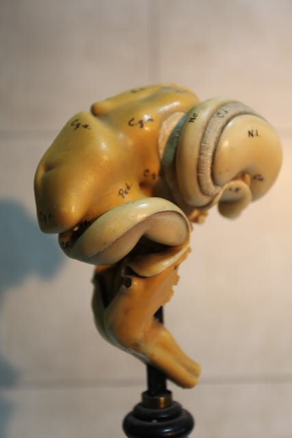 Anatomical Wax Model Xix Century Fetus Brain Fleaglass