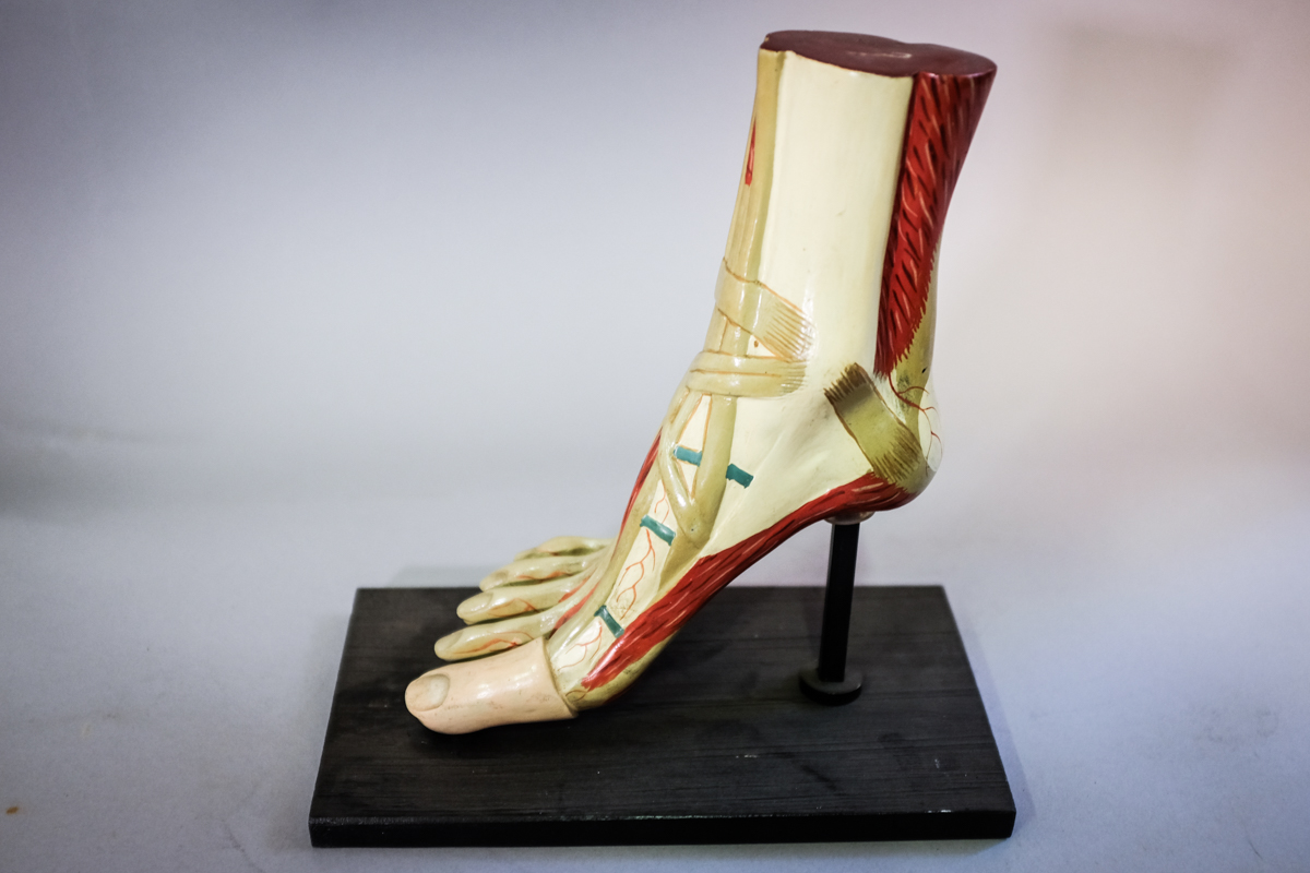 Anatomical Model Of The Foot Fleaglass